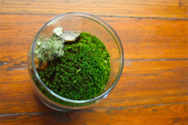 Terrariums – Pedagogy of the Plants