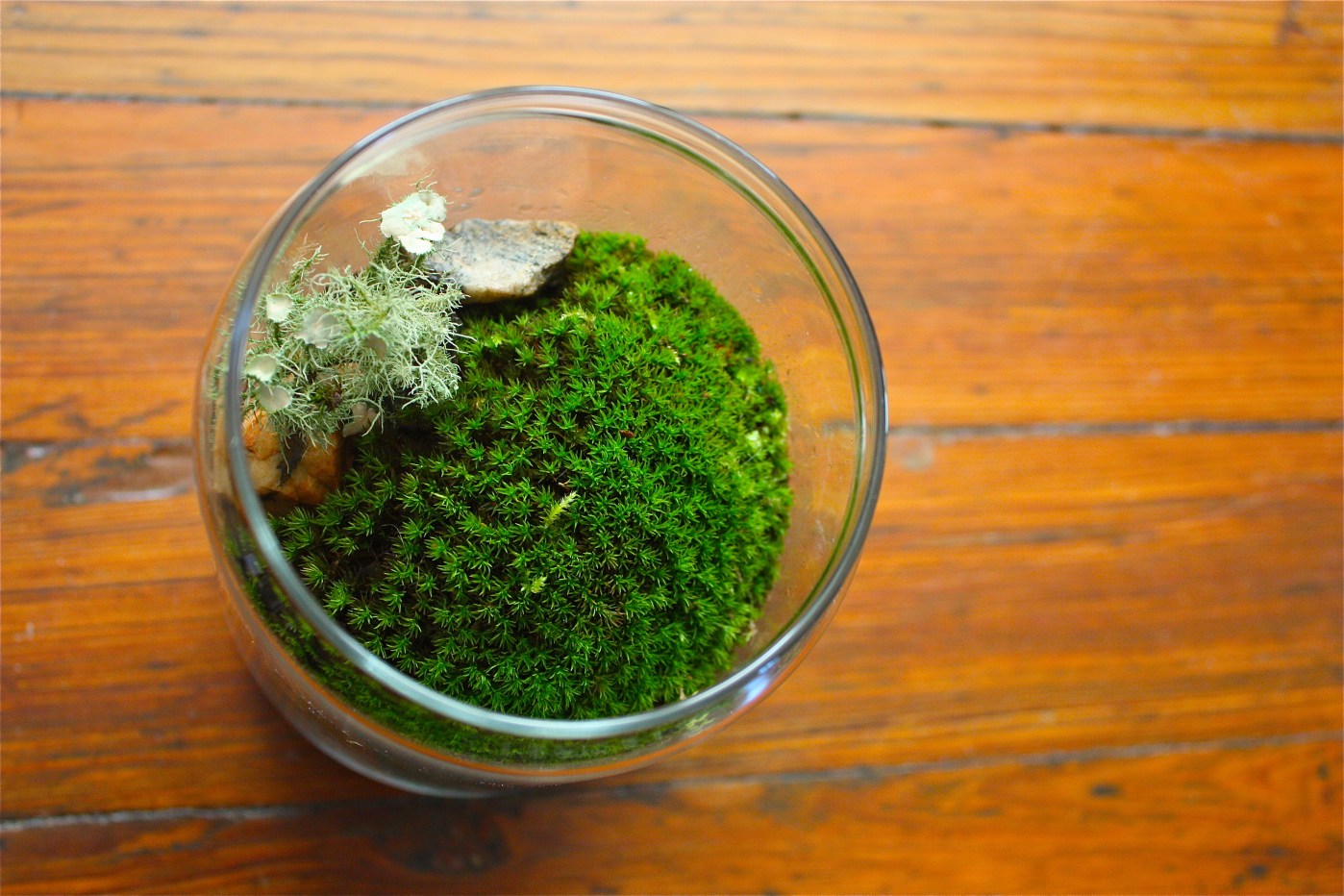 Moss Terrariums – Pedagogy of the Plants