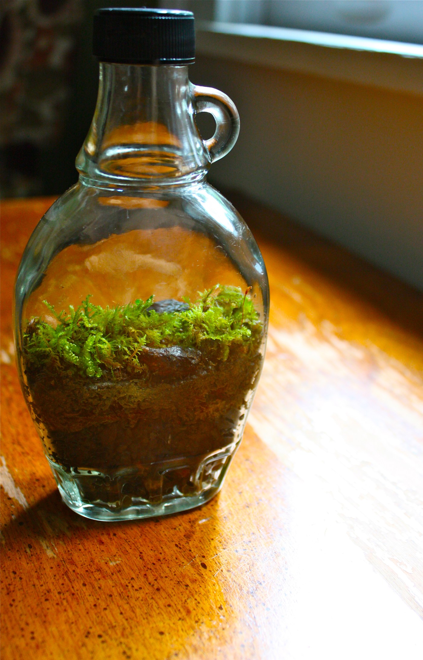 Moss and Maple Syrup – Pedagogy of the Plants