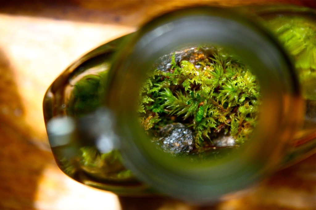 Moss and Maple Syrup – Pedagogy of the Plants